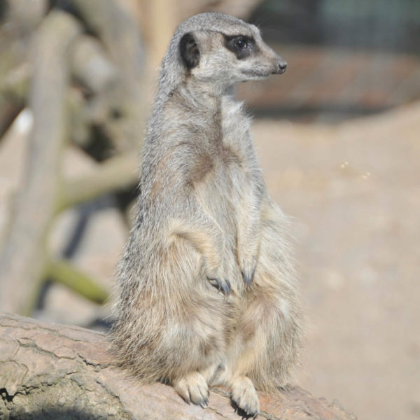 All Weather Days out at Pili Palas Butterfly & Bird Palace - Anglesey